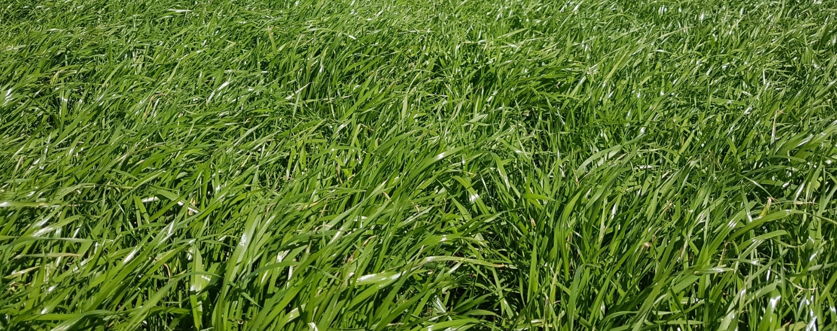 Annual Ryegrass | Cropmark Seeds | NZ